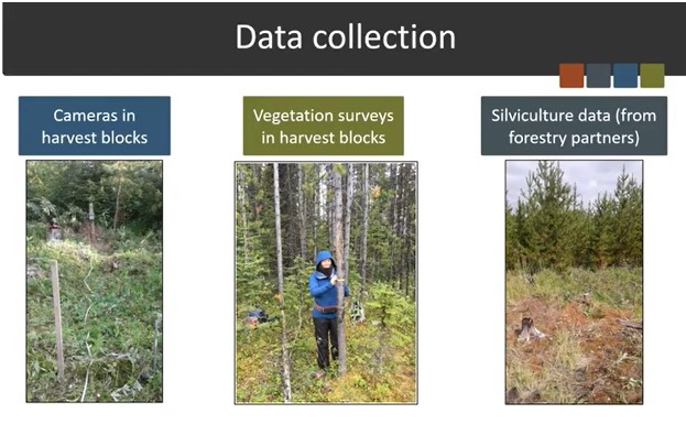 Webinar - Predators, Prey, and Harvest Blocks in West-central Alberta Caribou Ranges | Canadian ...